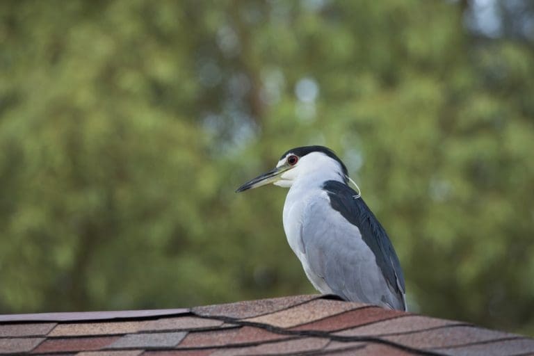 5 Simple Tips: How to Keep Birds Off Your Roof